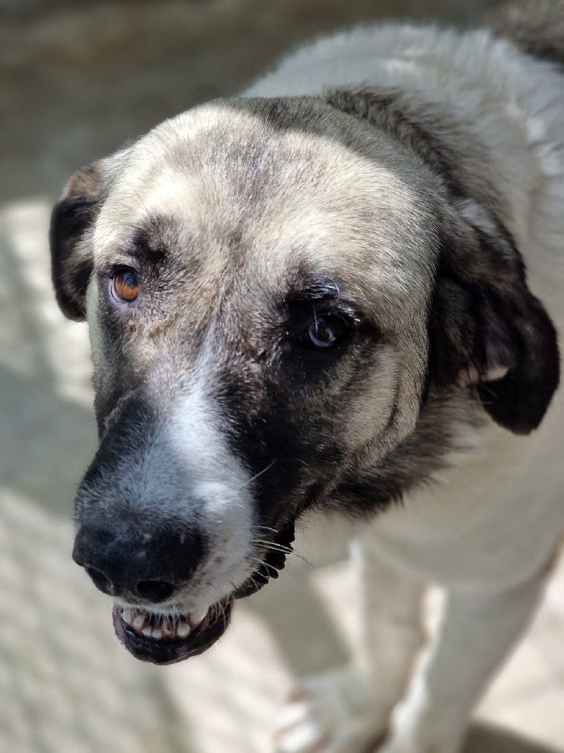 Beko - Adopt - Animal Care España † SHIN